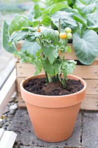 De Stadsmoestuin – update - EetPaleo