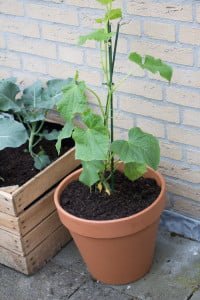 De Stadsmoestuin – update - EetPaleo