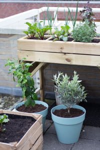 De Stadsmoestuin – update - EetPaleo