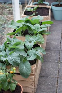 De Stadsmoestuin – update - EetPaleo