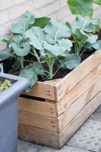 De Stadsmoestuin – update - EetPaleo