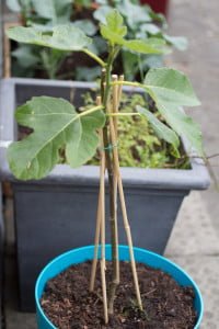 De Stadsmoestuin – update - EetPaleo
